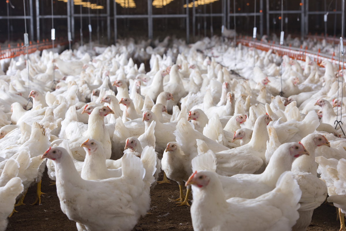 #7 Best Farms to Visit in Abu Dhabi 2024: Importance of farming in Abu ...