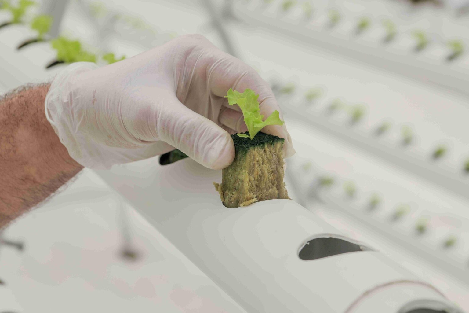 #7 Best Farms to Visit in Abu Dhabi 2024: Importance of farming in Abu ...